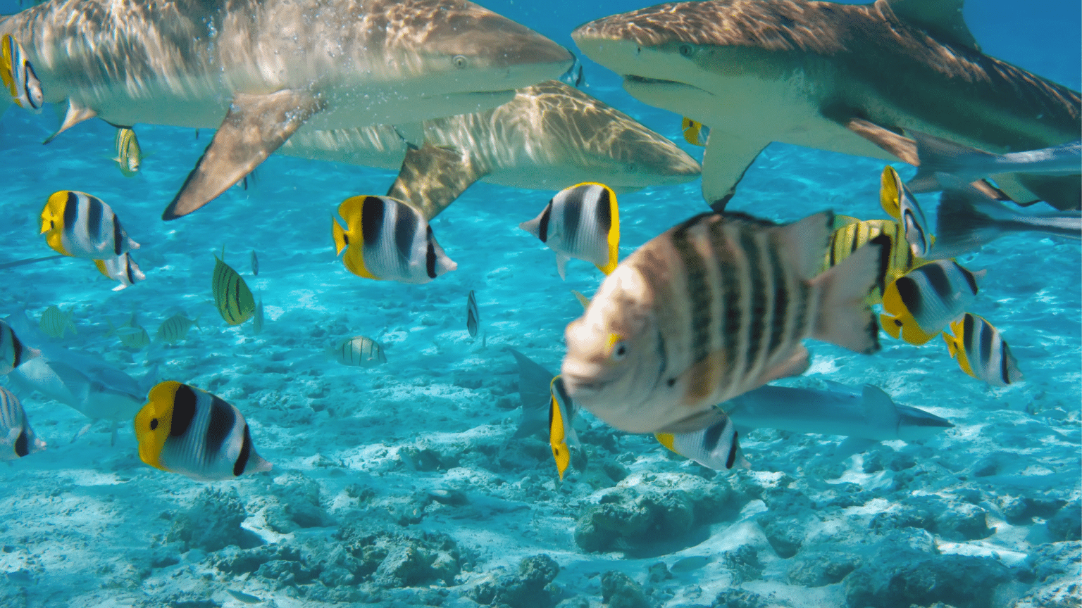 Kosher fish list: Which fish are kosher and why according to Jewish laws